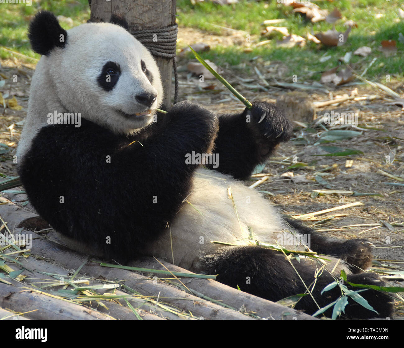 Giant Panda at Chengdu Panda Reserve (Chengdu Research Base of Giant ...