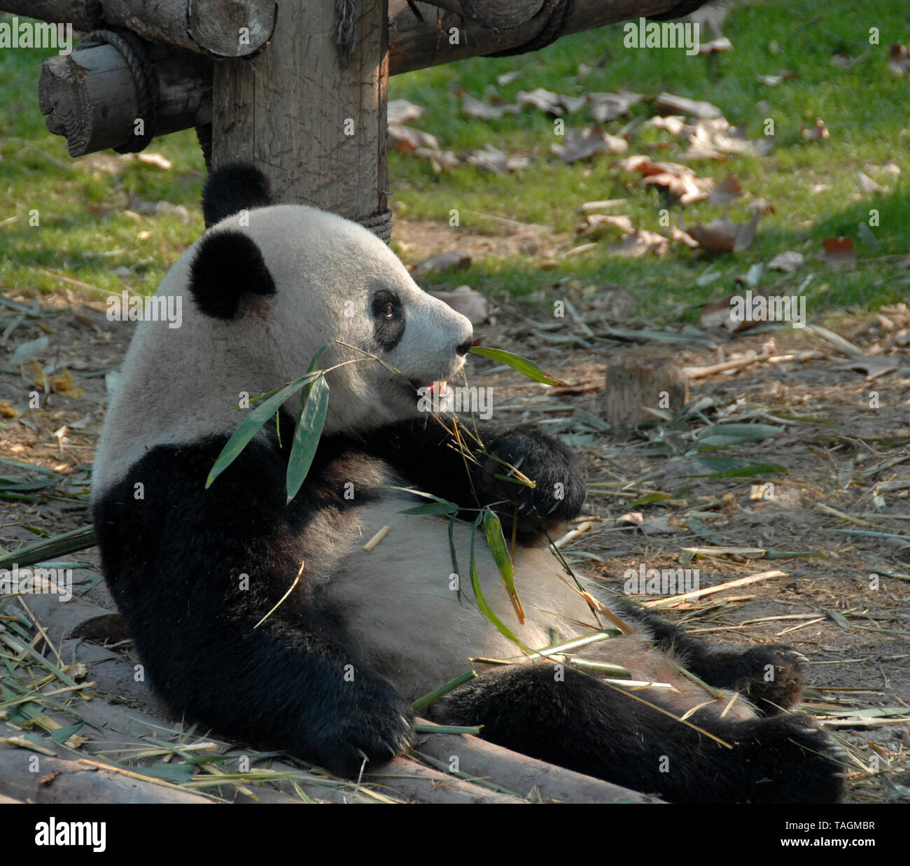 Giant Panda at Chengdu Panda Reserve (Chengdu Research Base of Giant ...