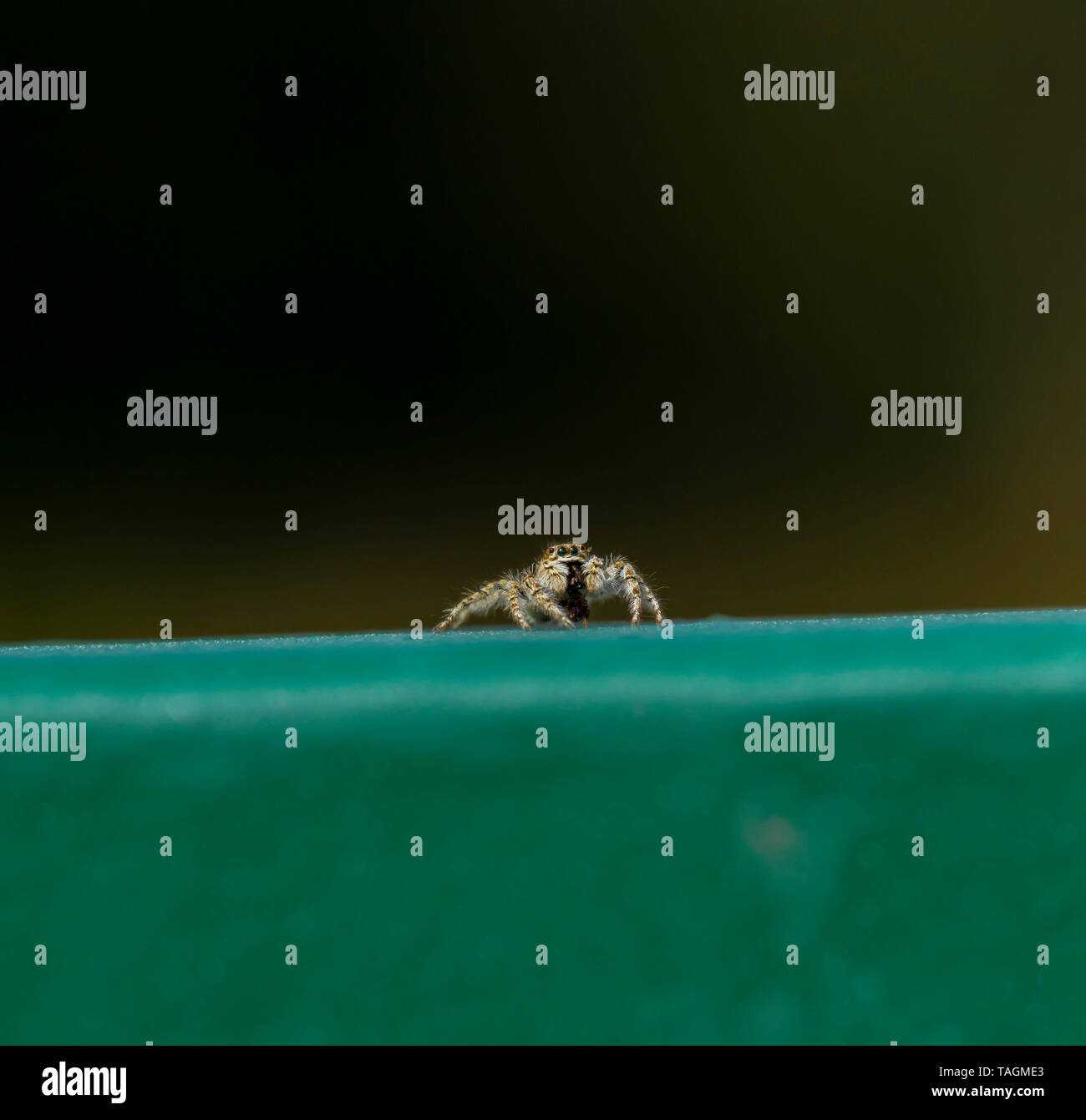 Beautiful jumping spider hi-res stock photography and images - Alamy