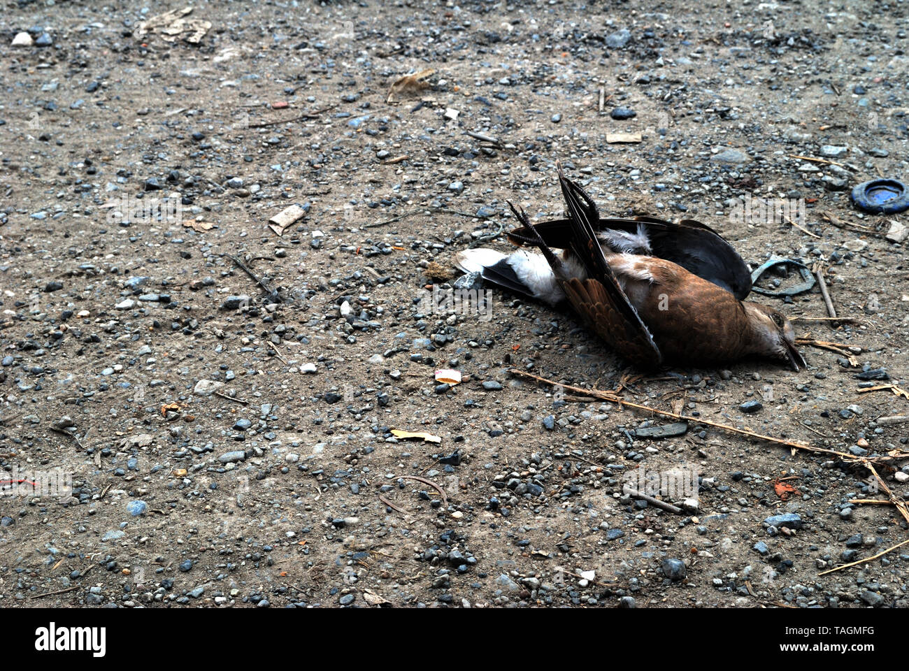 Crash crow hi-res stock photography and images - Alamy