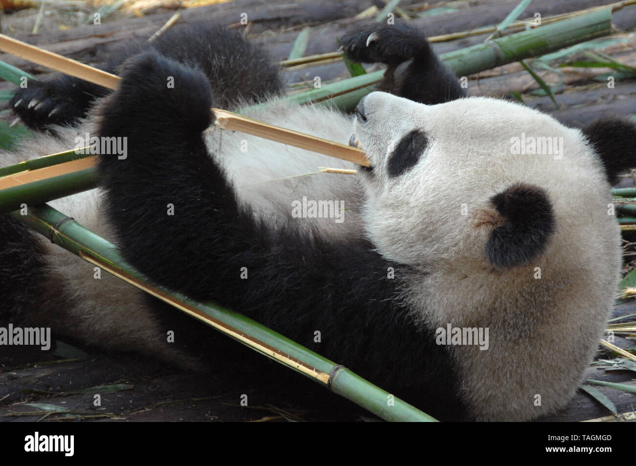 Giant Panda at Chengdu Panda Reserve (Chengdu Research Base of Giant ...