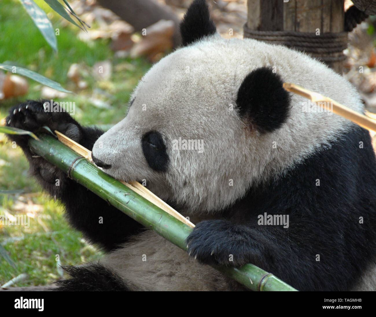 Giant Panda at Chengdu Panda Reserve (Chengdu Research Base of Giant ...