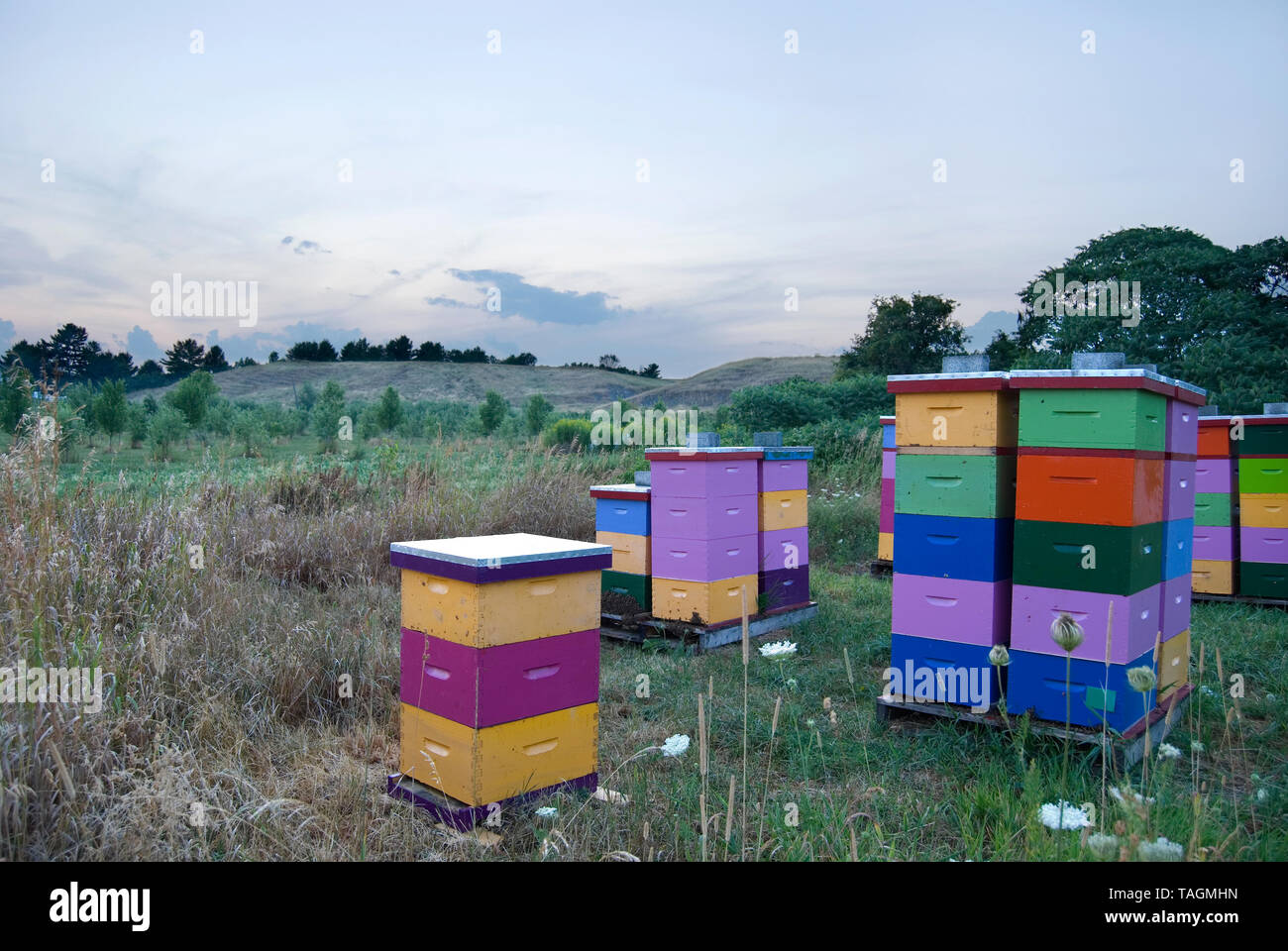 Beautiful and Colorful Beehives in a Farmer's Field Stock Photo - Alamy