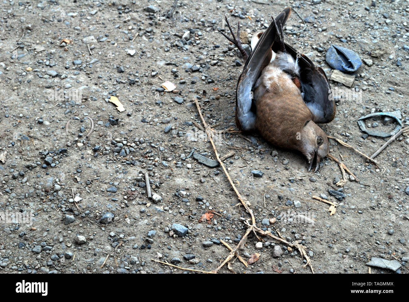 Birds that died on the side of the road caused by a car crash Stock ...