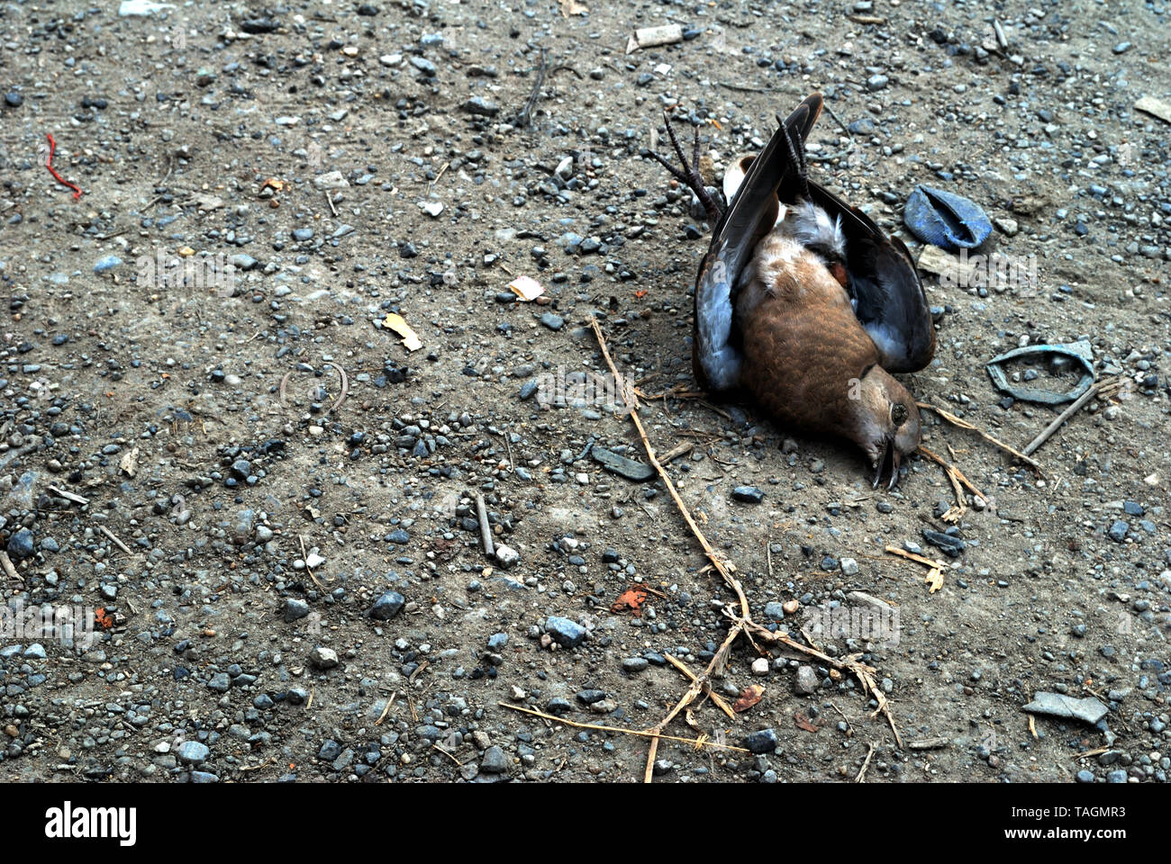 Birds that died on the side of the road caused by a car crash Stock ...