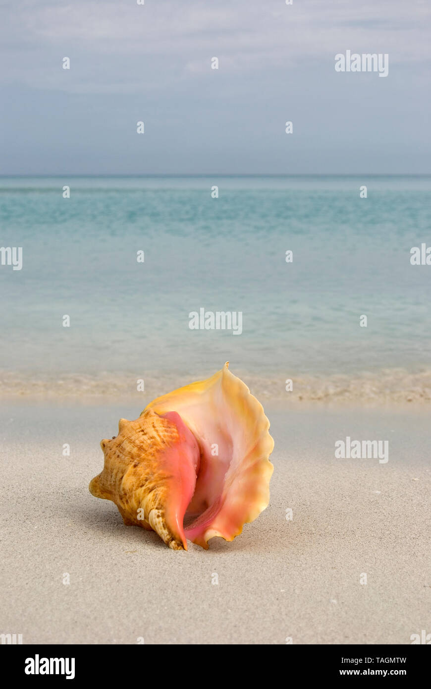 Beautiful Large Conch Shell on a Tropical Beach Stock Photo - Alamy