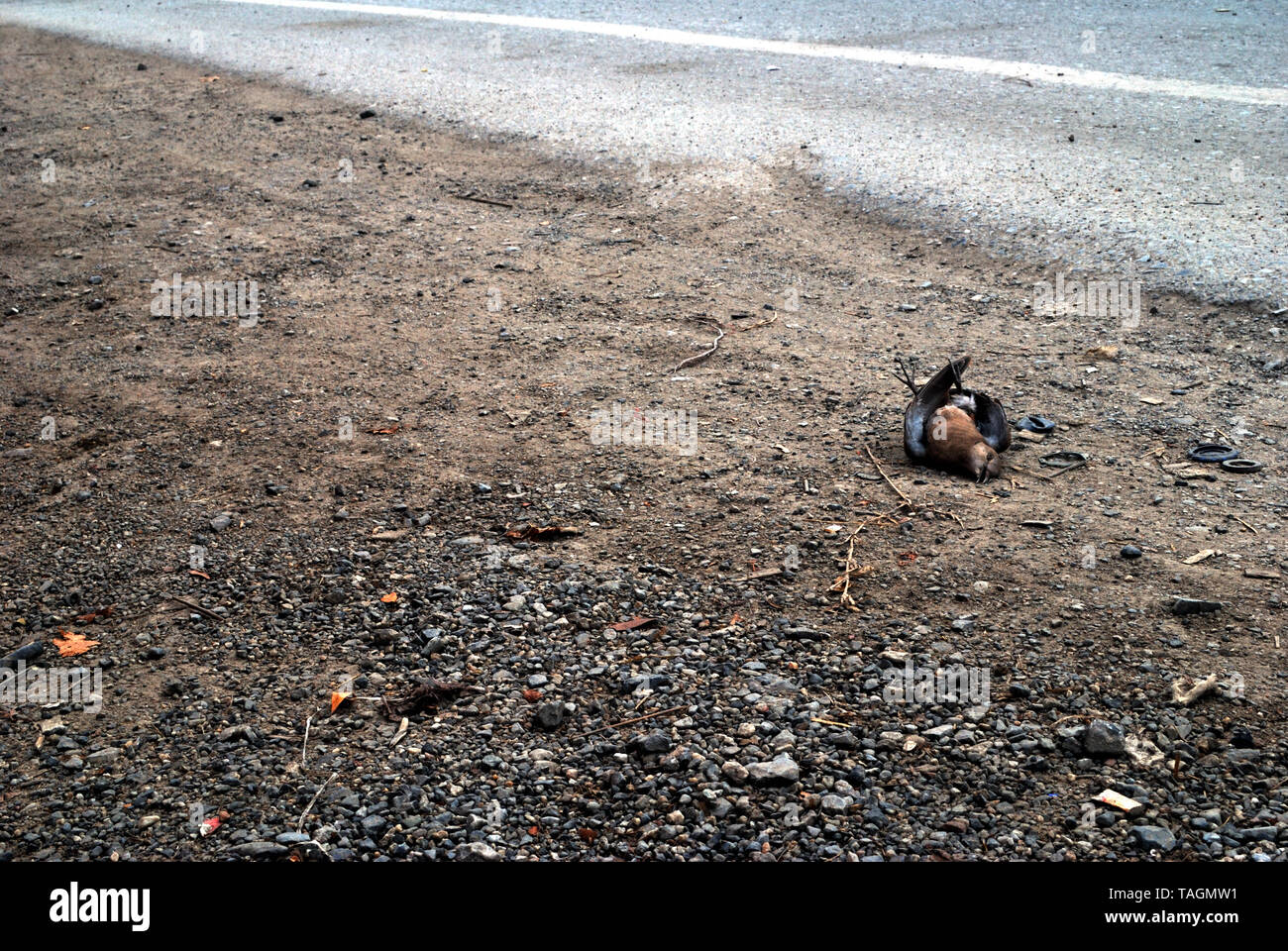 Birds that died on the side of the road caused by a car crash Stock ...