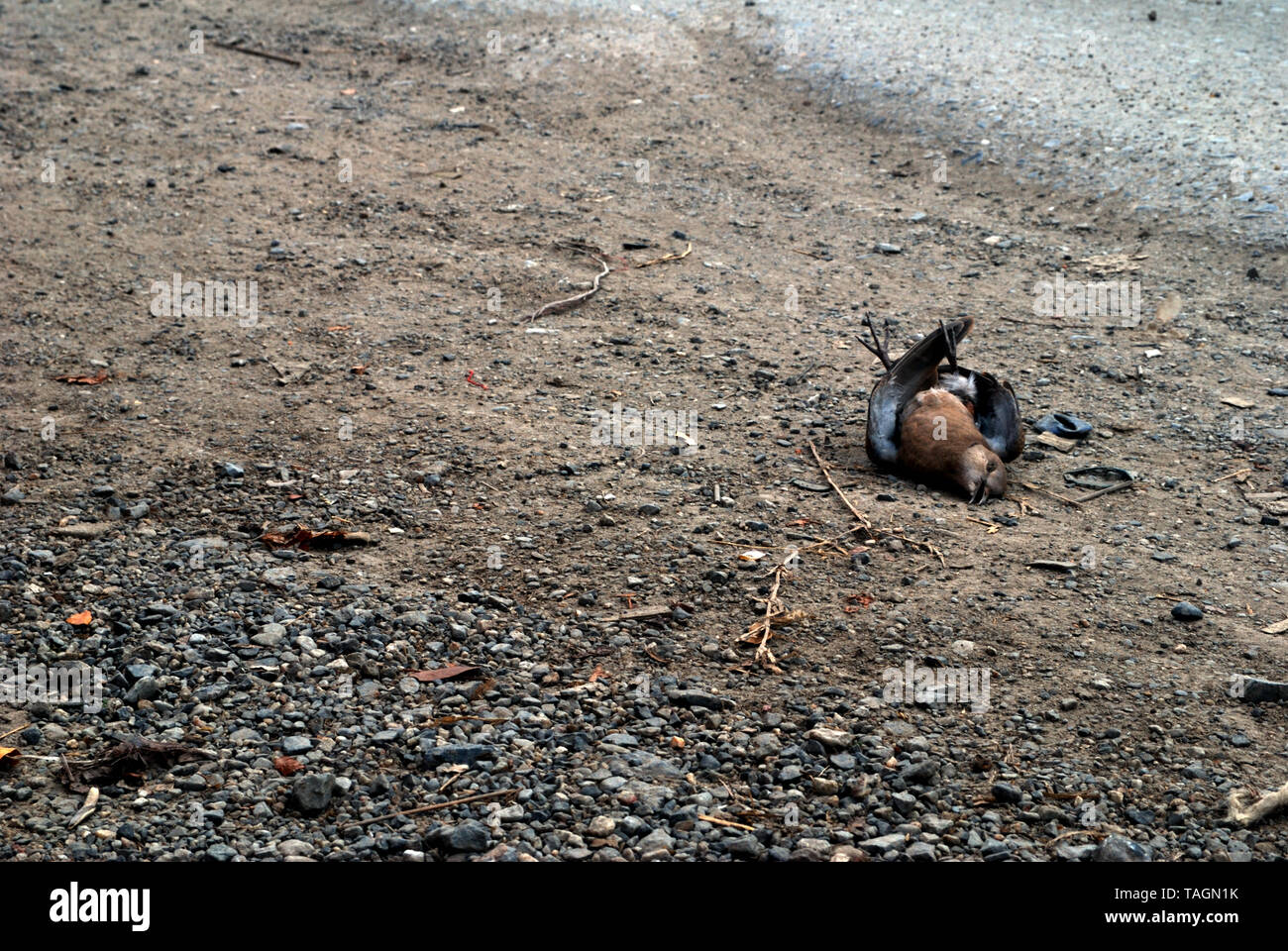 Birds that died on the side of the road caused by a car crash Stock ...