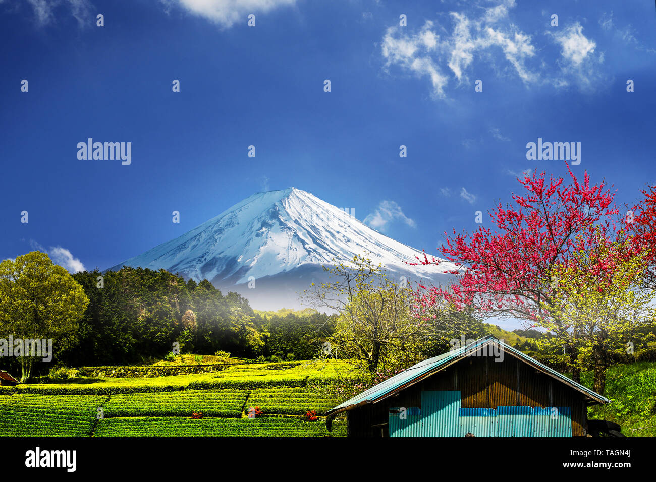 Tea plantation on the back overlooking Mount Fuji with clear sky in ...