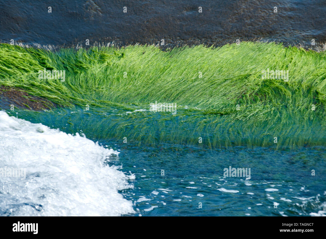 Sea rocks overgrown with green algae closeup in sunny summer day Stock ...