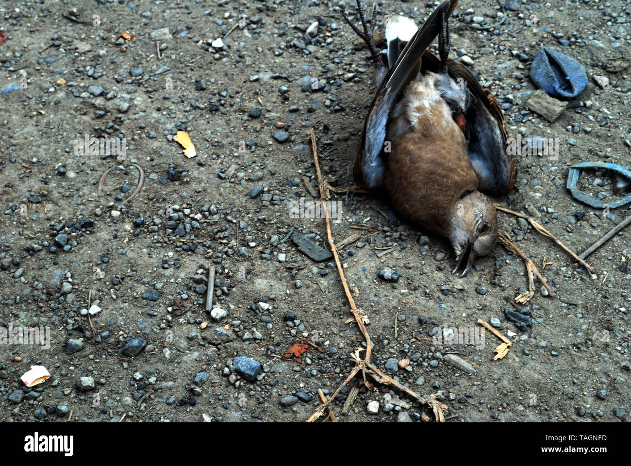 Birds that died on the side of the road caused by a car crash Stock ...