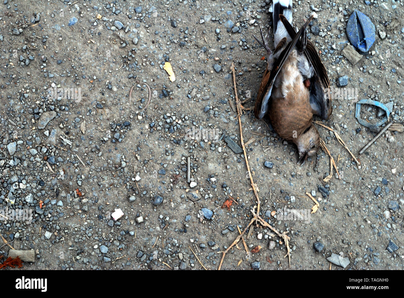 Birds that died on the side of the road caused by a car crash Stock ...
