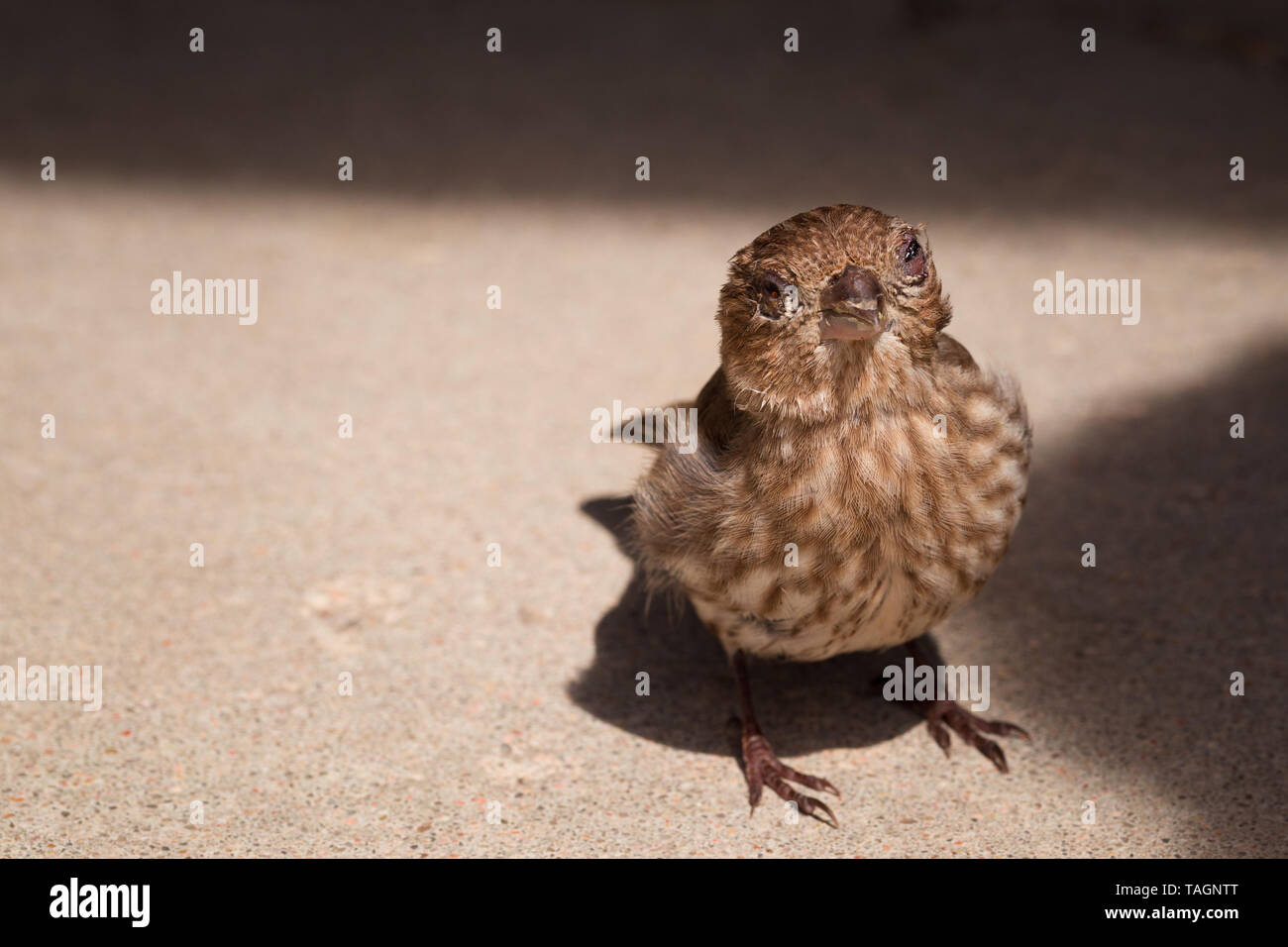 Sparrow flying united states hi-res stock photography and images - Alamy