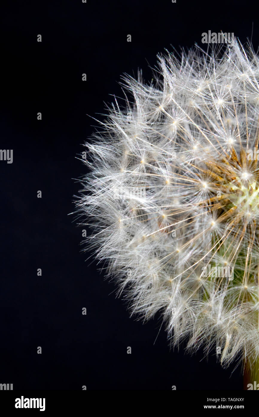 Dandelion close up seeds nature hi-res stock photography and images - Alamy