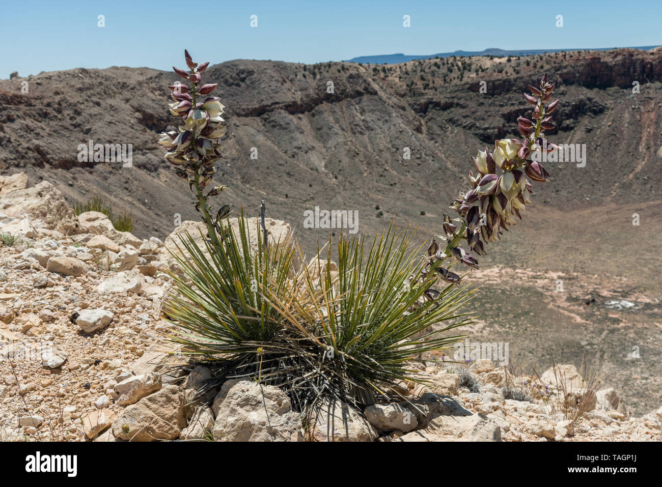 Beautiful purple yucca flowers blooming near the ridge of the Meteor ...