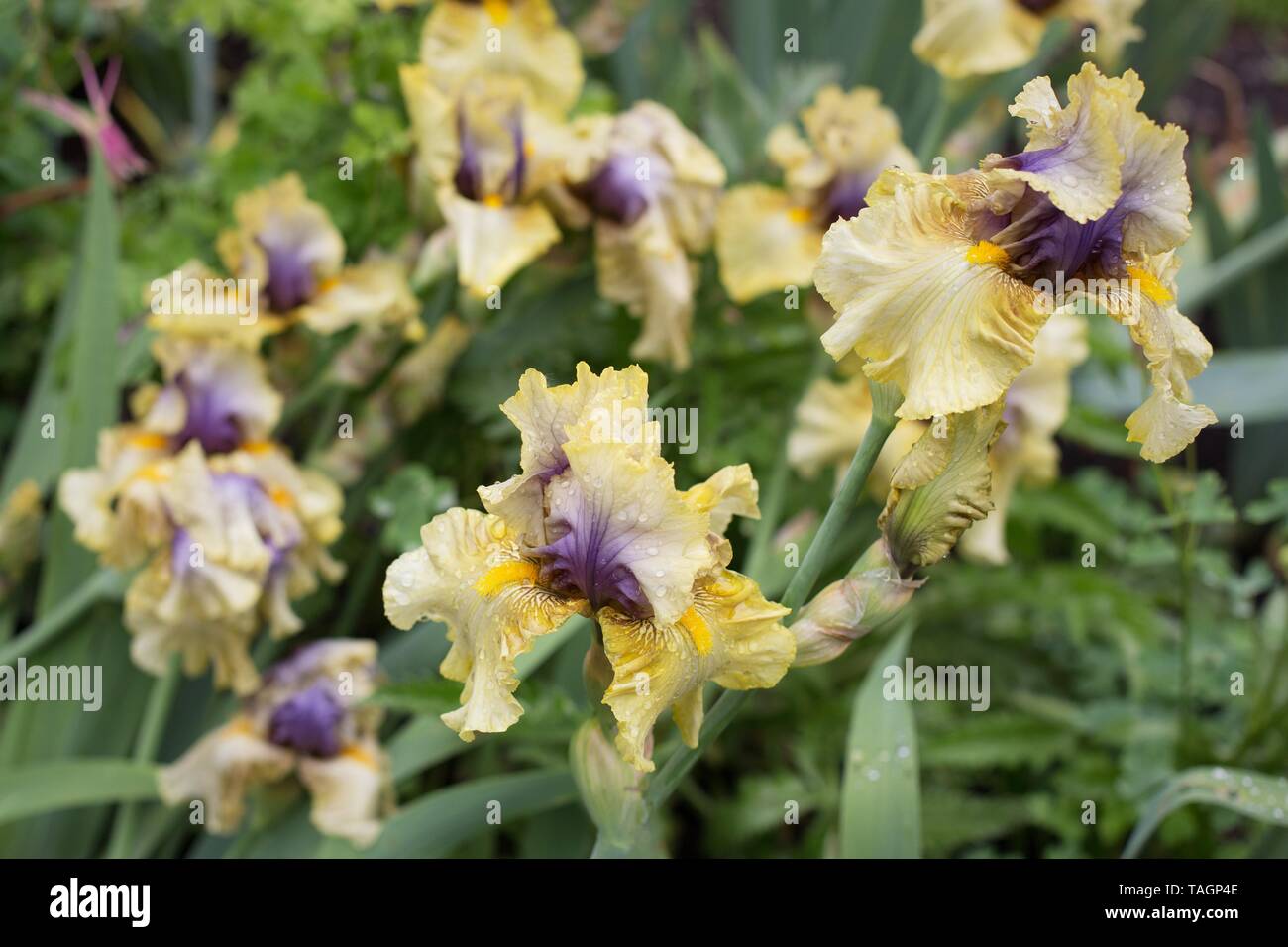 Secret rites hi-res stock photography and images - Alamy