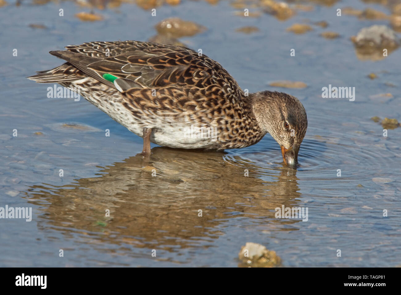 Common Teal (Anas crecca), female feeding (dabbling), Gloucestershire ...
