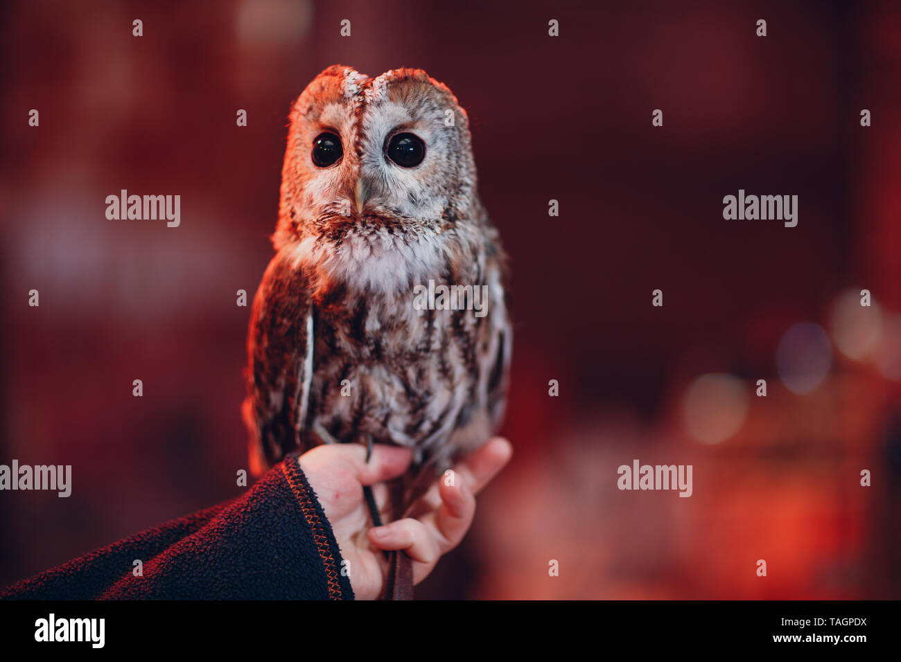 Pretty owl hi-res stock photography and images - Alamy