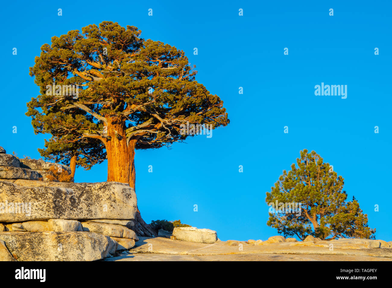 Western Junipers at Oldsted Point, near Tioga pass, Yosemite NP ...