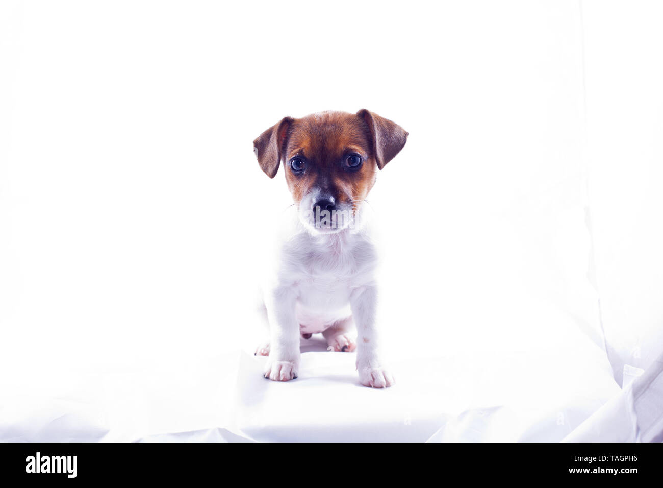 Jack Russell puppy without collar on blank background Stock Photo - Alamy