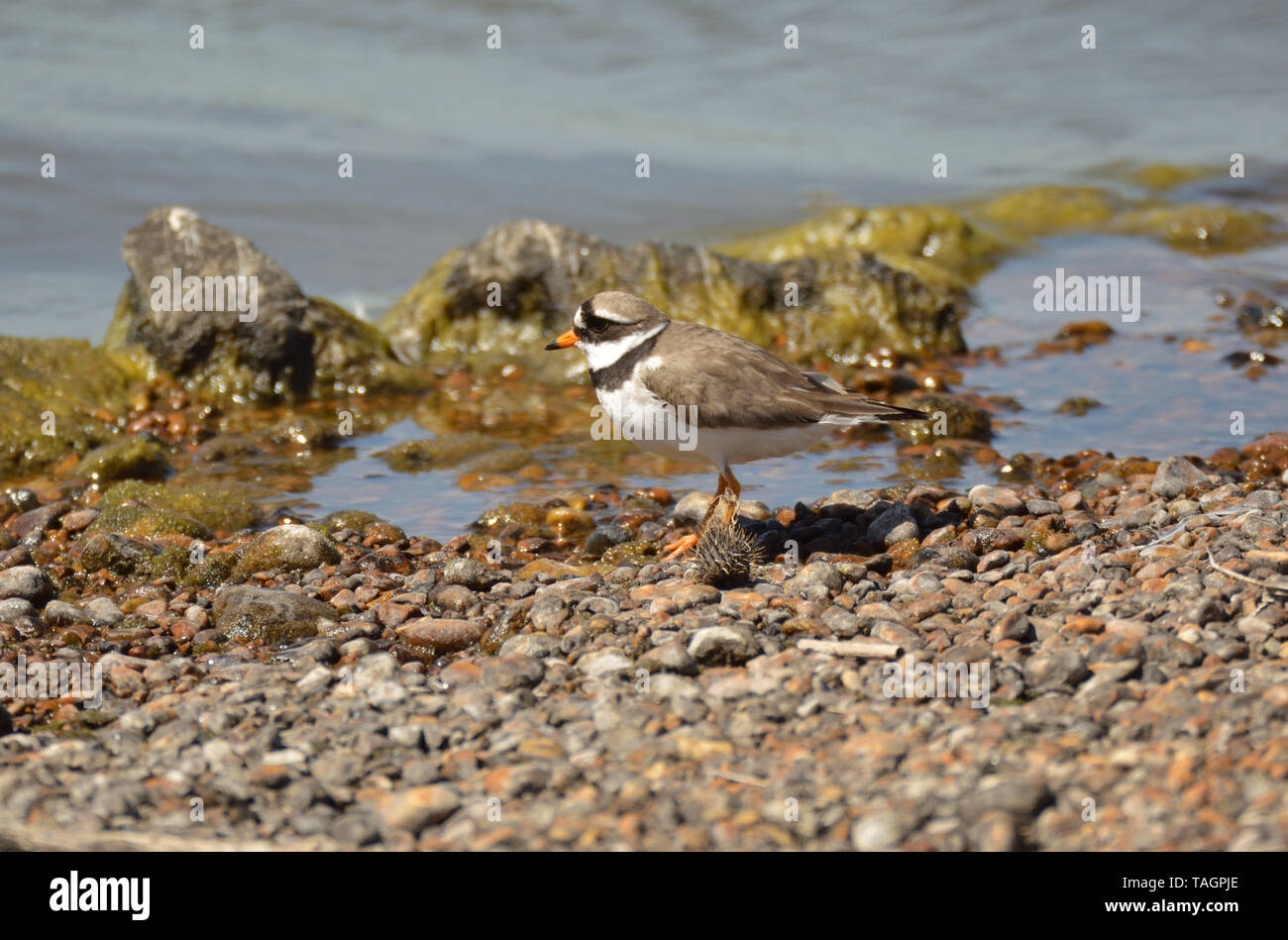 Ringed Plover on a pebbly beach. East Sussex, England, UK Stock Photo ...