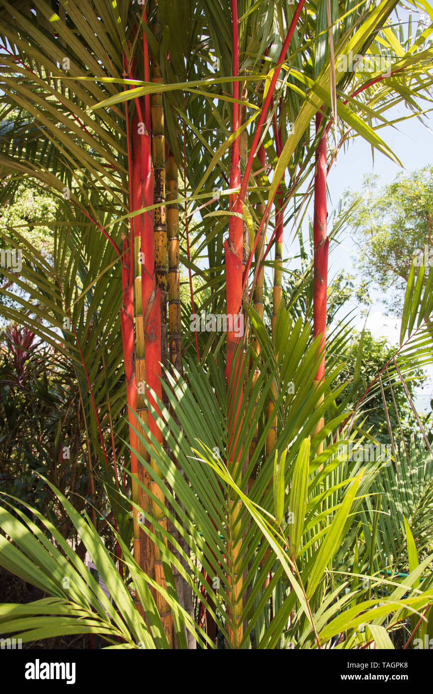 Red dragon clumping bamboo plant with bold red stalks growing in ...