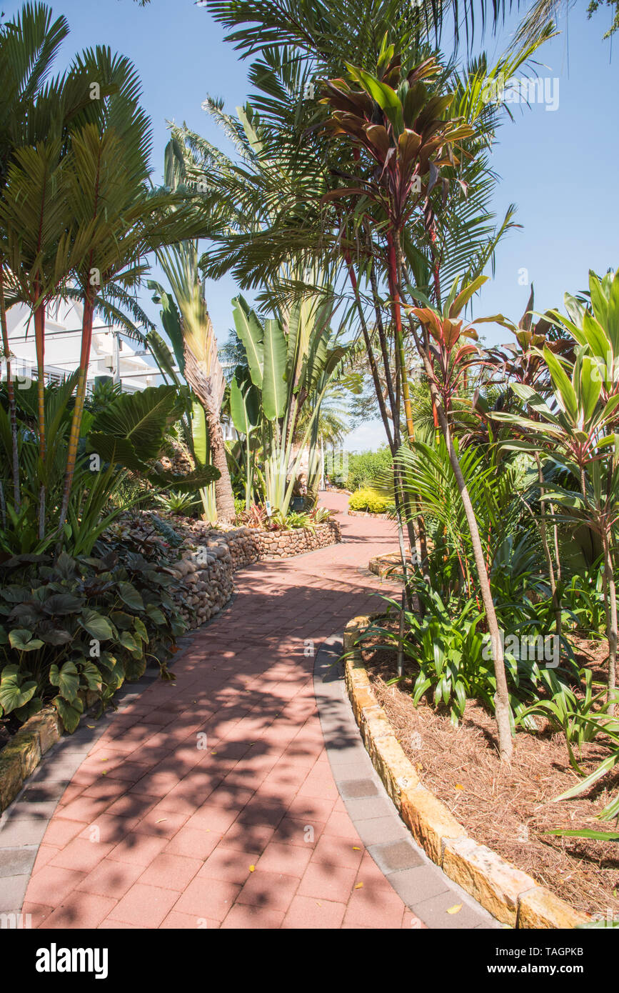 Red dragon clumping bamboo hi-res stock photography and images - Alamy
