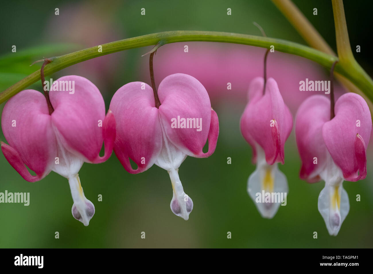 Bleeding hearts, perfect little pink and white flowers in the shape of ...