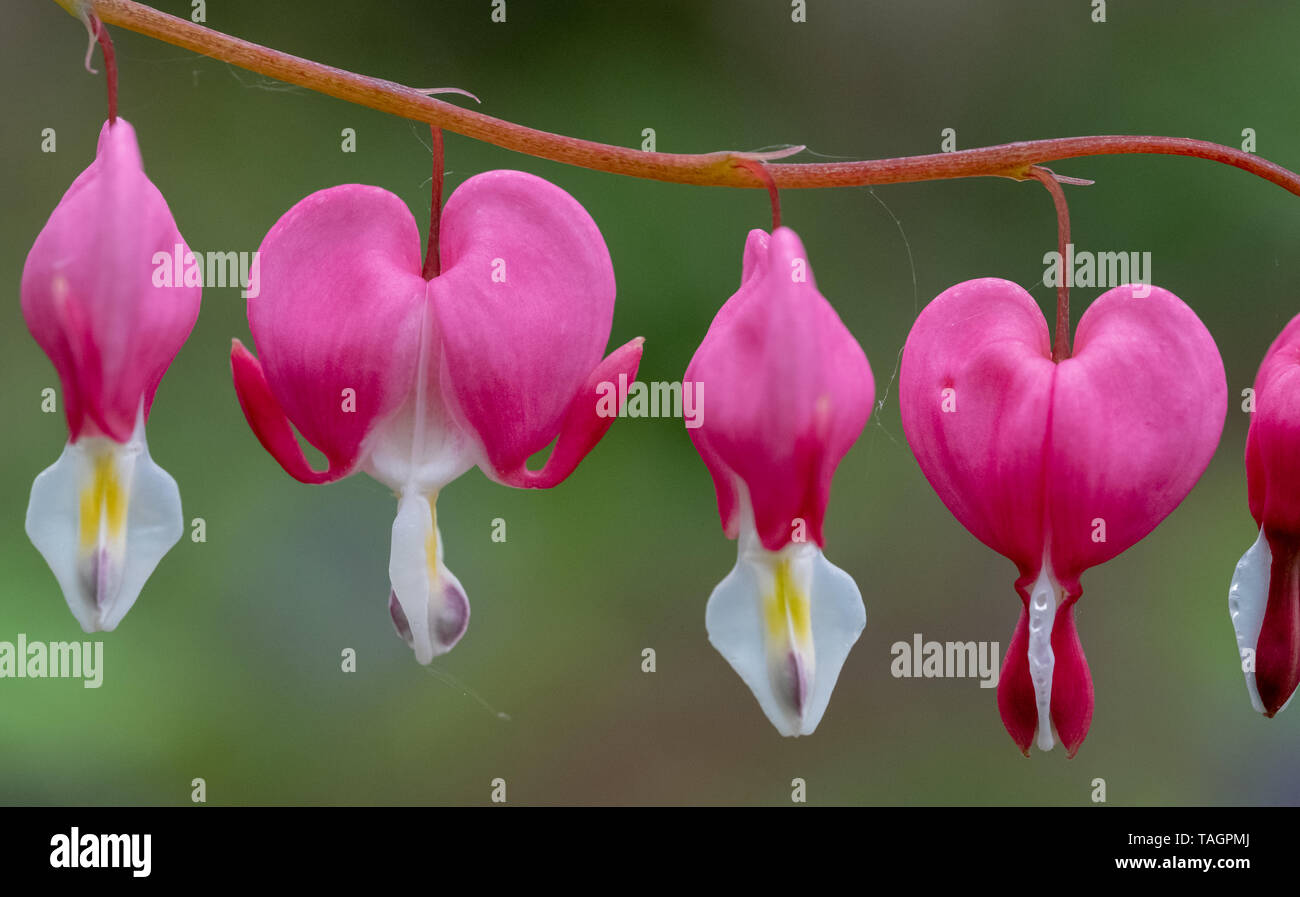 Close up of bleeding hearts, little pink and white flowers in the shape ...