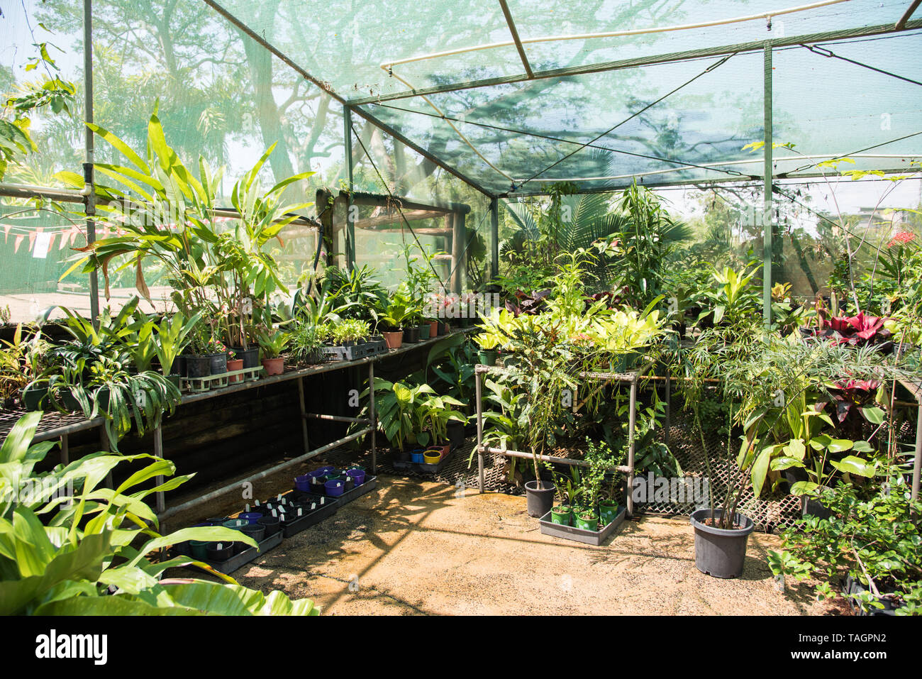 Abundance tropical greenery in an outdoor greenhouse on a sunny day in ...