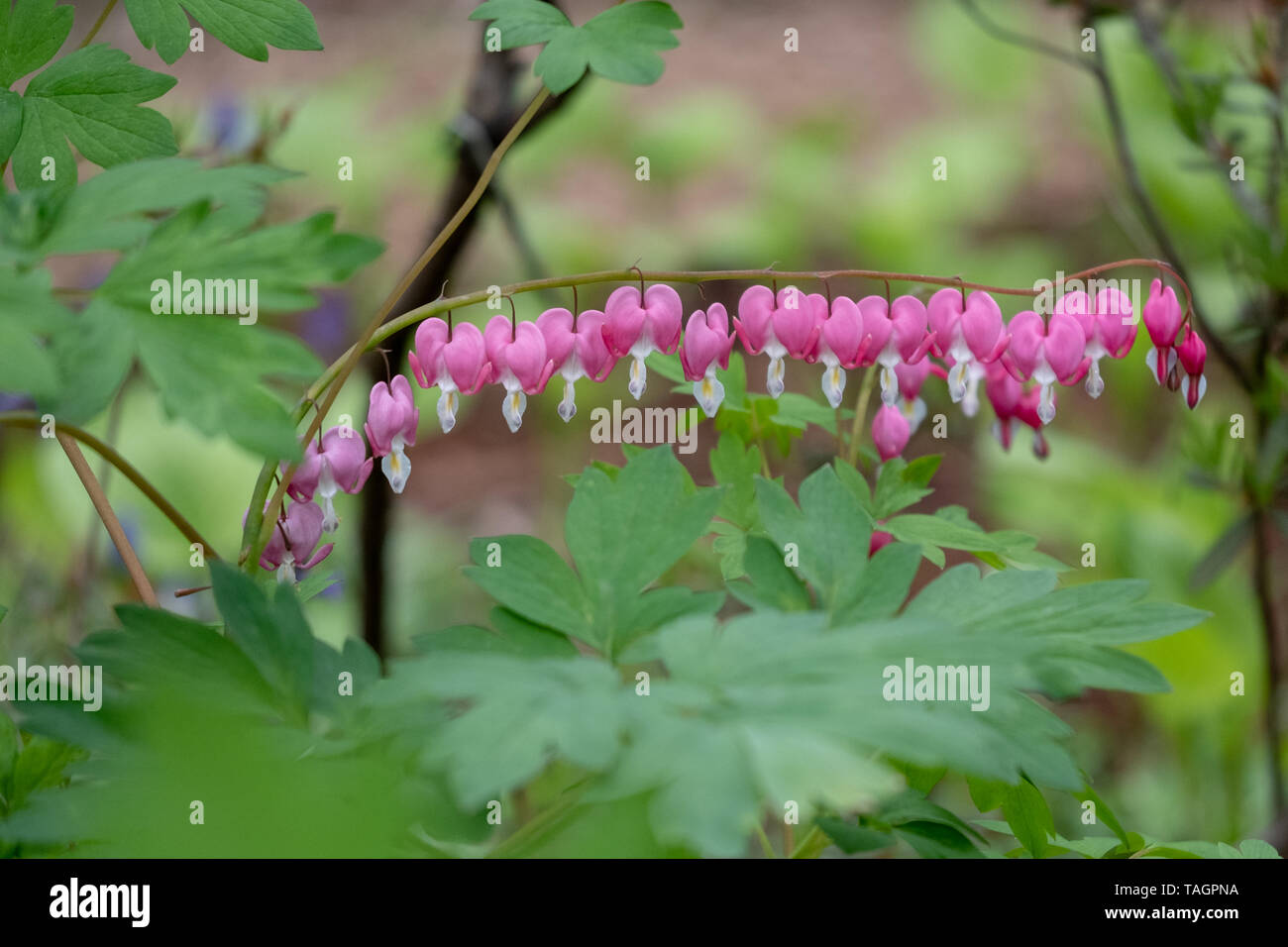 Bleeding hearts, perfect little pink and white flowers in the shape of ...