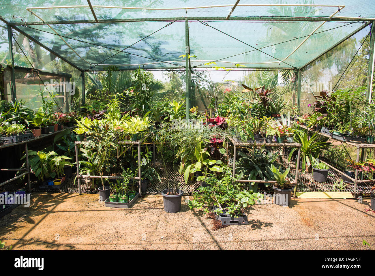 Abundance tropical greenery in an outdoor greenhouse on a sunny day in ...
