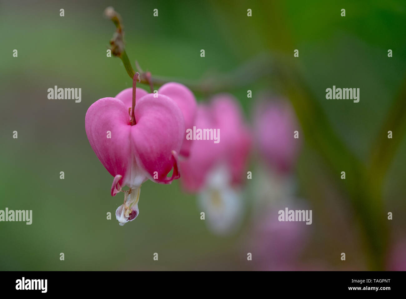Close up of bleeding hearts, little pink and white flowers in the shape ...