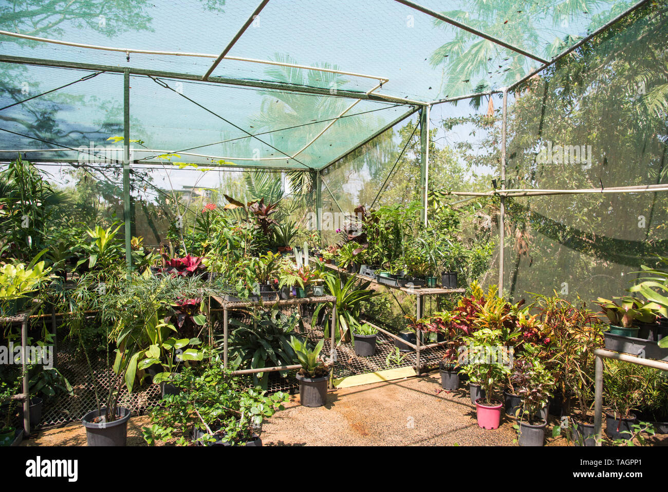 Abundance tropical greenery in an outdoor greenhouse on a sunny day in ...