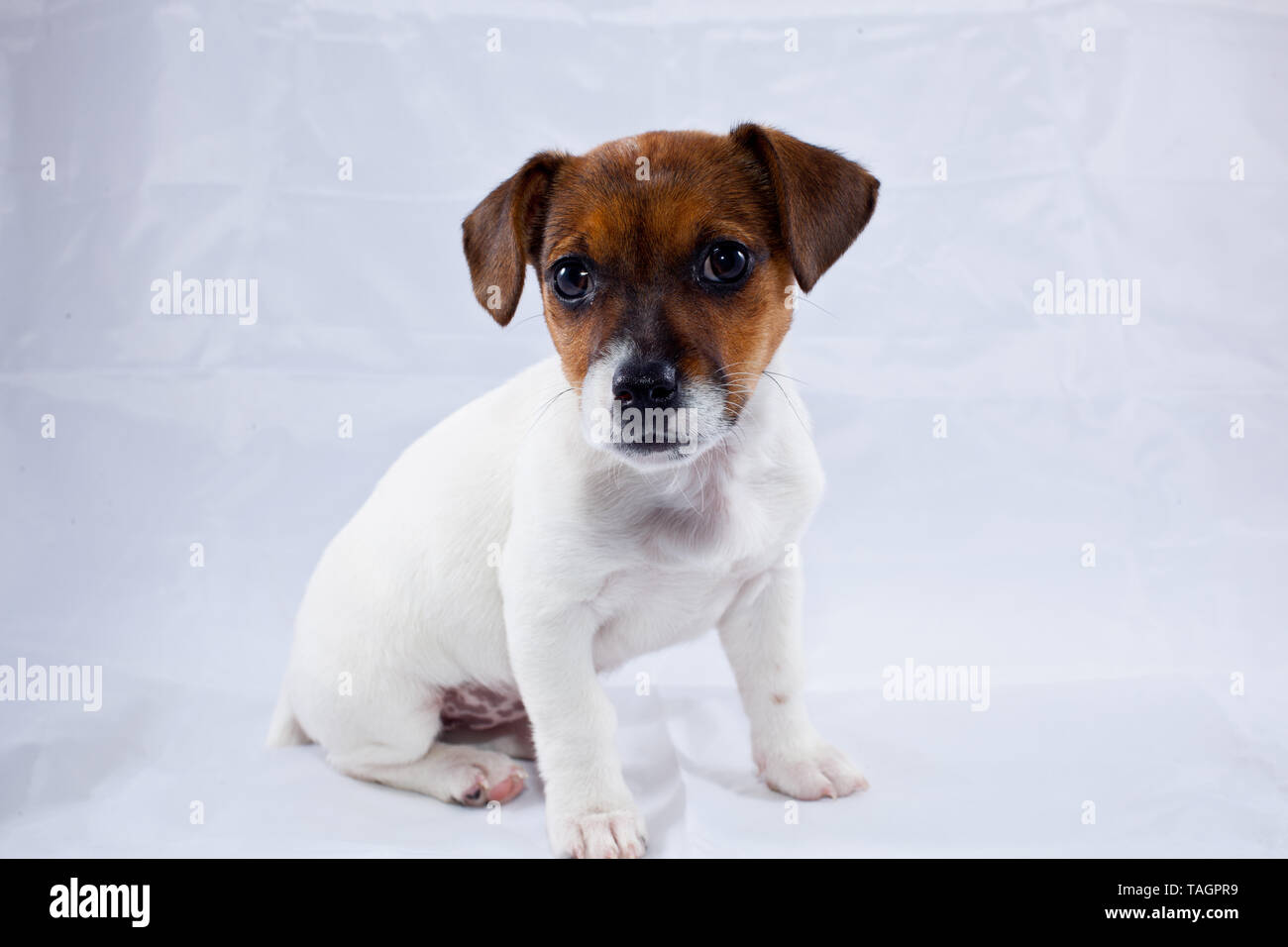 Jack Russell puppy without collar on blank background Stock Photo - Alamy
