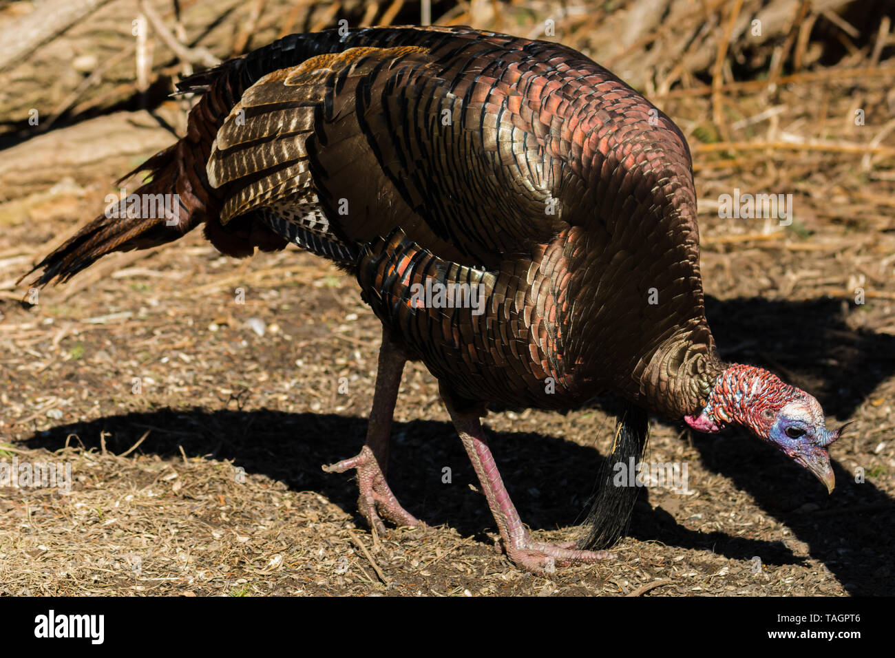 Canadian thanksgiving hi-res stock photography and images - Alamy