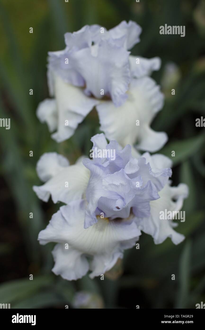 Iris "Winterfest" at Schreiner's Iris Gardens in Salem, Oregon, USA ...