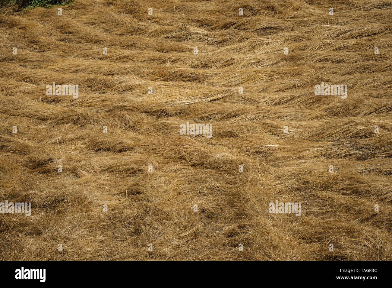 Parched field texture hi-res stock photography and images - Alamy