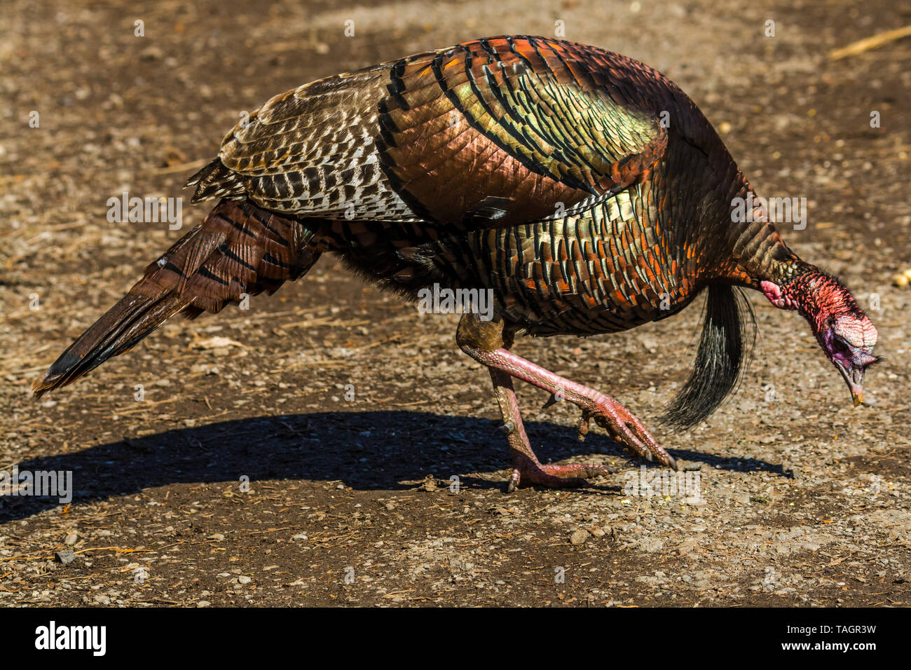 Canadian wild turkey grazing Stock Photo - Alamy