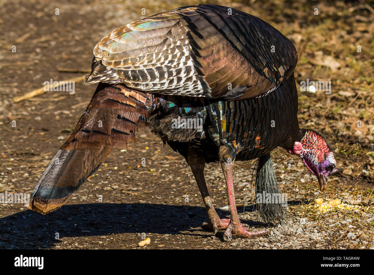 Canadian wild turkey grazing Stock Photo - Alamy