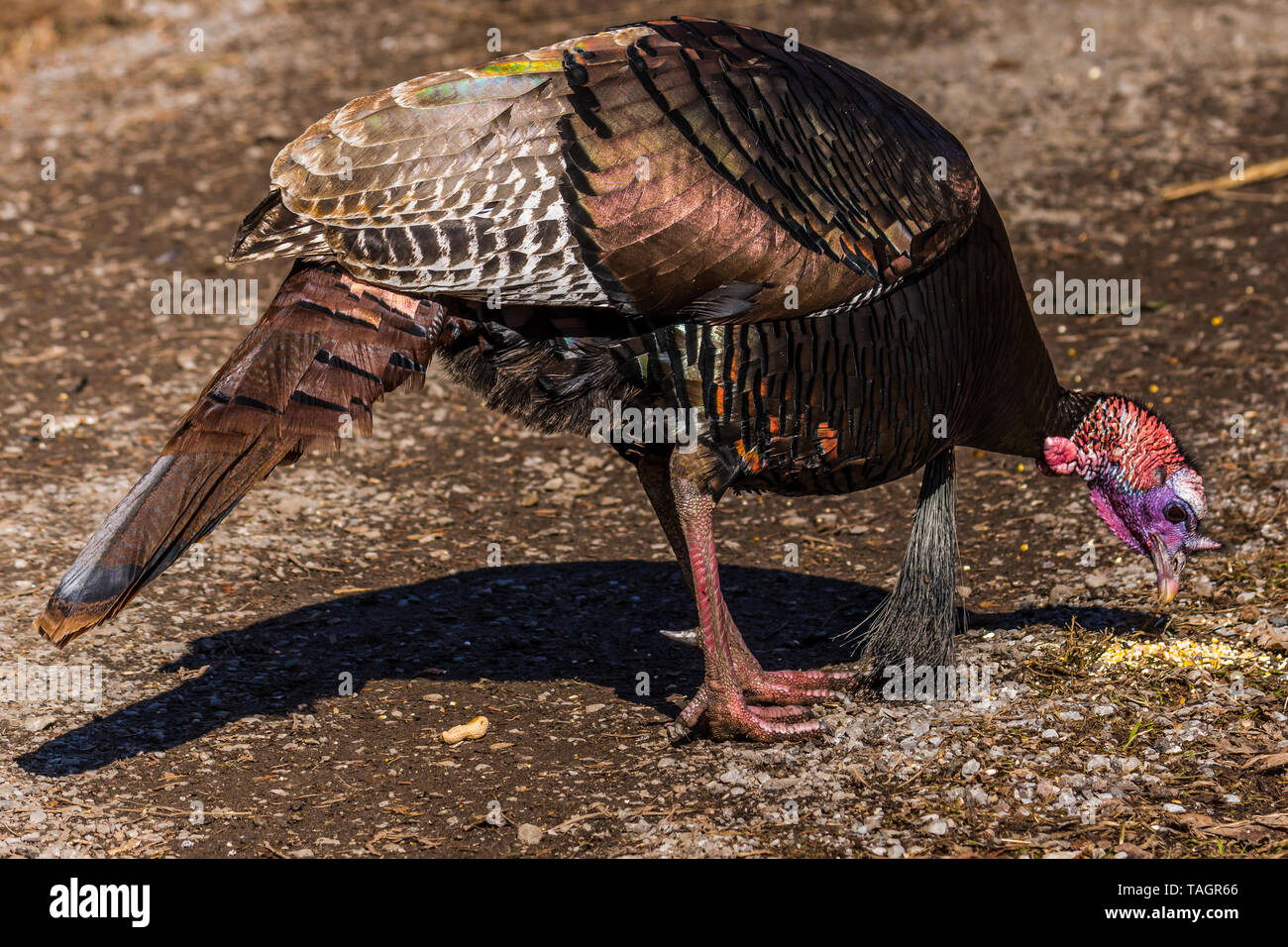 Canadian thanksgiving hi-res stock photography and images - Alamy