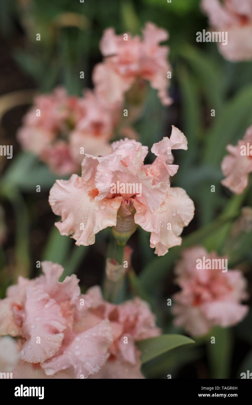 June krausse hi-res stock photography and images - Alamy