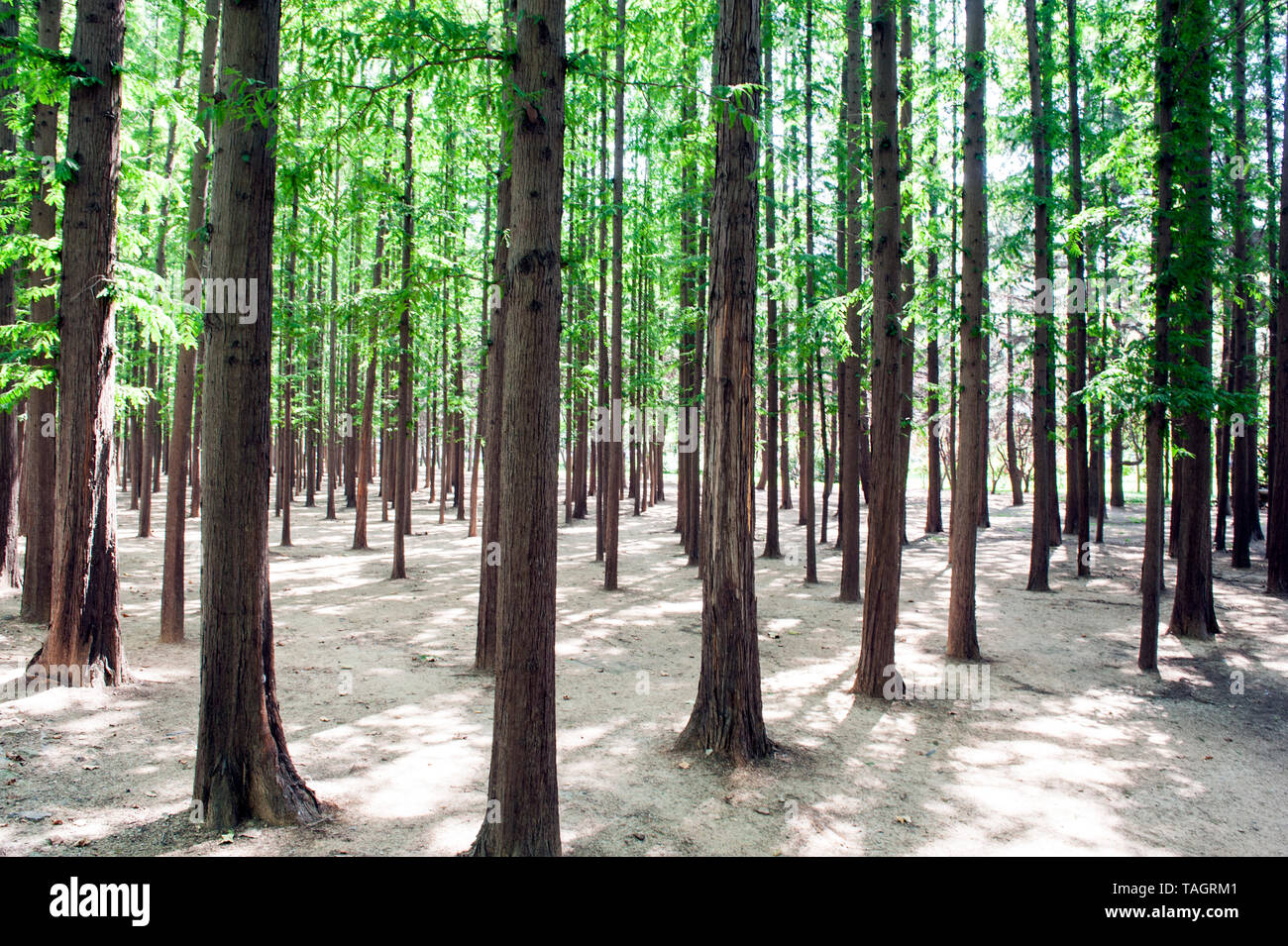 Dawn Redwood China Stock Photos & Dawn Redwood China Stock Images - Alamy