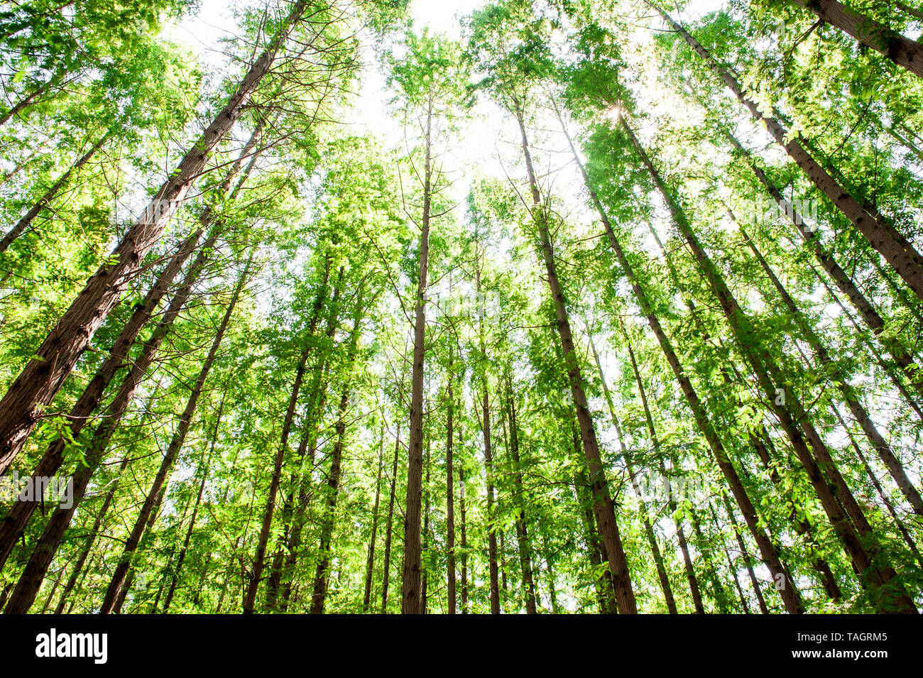 Dawn redwood china hi-res stock photography and images - Alamy