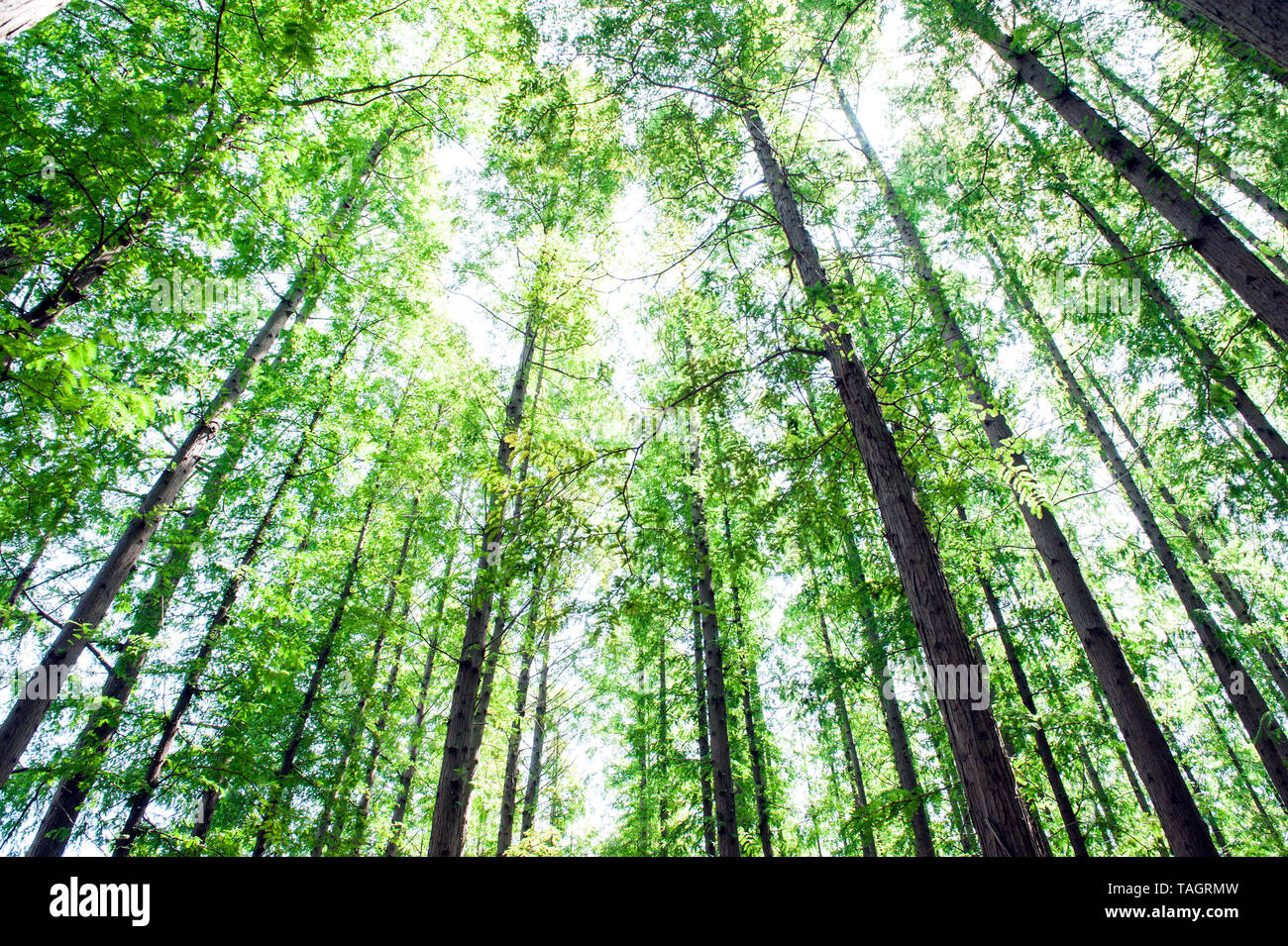 Dawn redwood china hi-res stock photography and images - Alamy