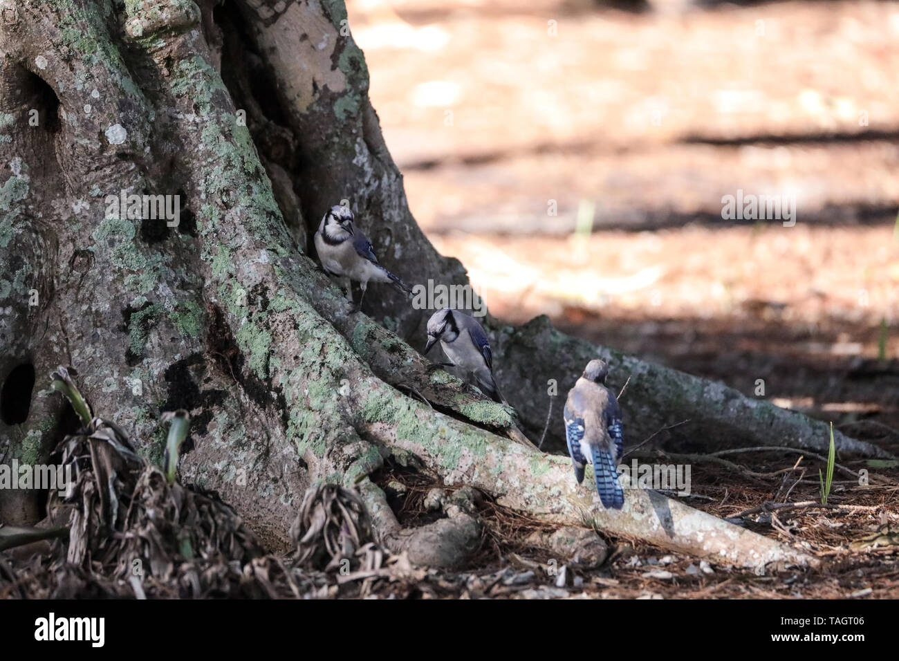 Flock of blue jay birds Cyanocitta cristata perched along a tree in ...