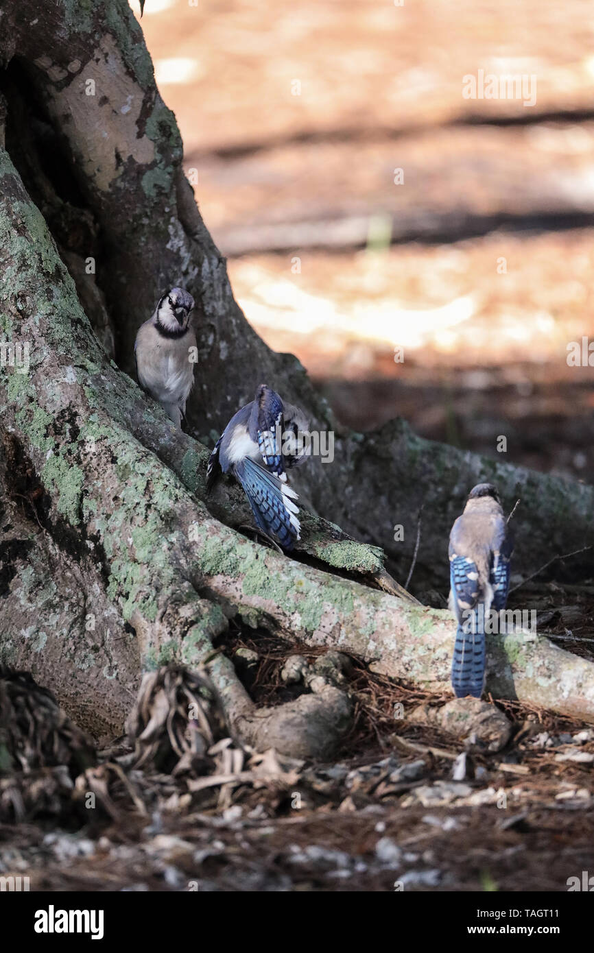 Flock of blue jay birds Cyanocitta cristata perched along a tree in ...