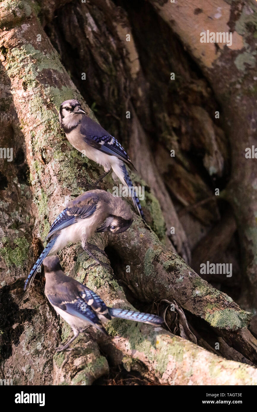 Flock of blue jay birds Cyanocitta cristata perched along a tree in ...
