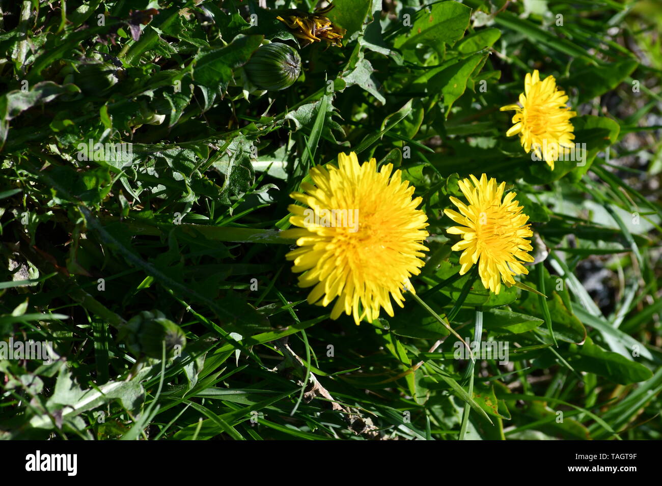 yellow hawkbit in the meadow Stock Photo - Alamy