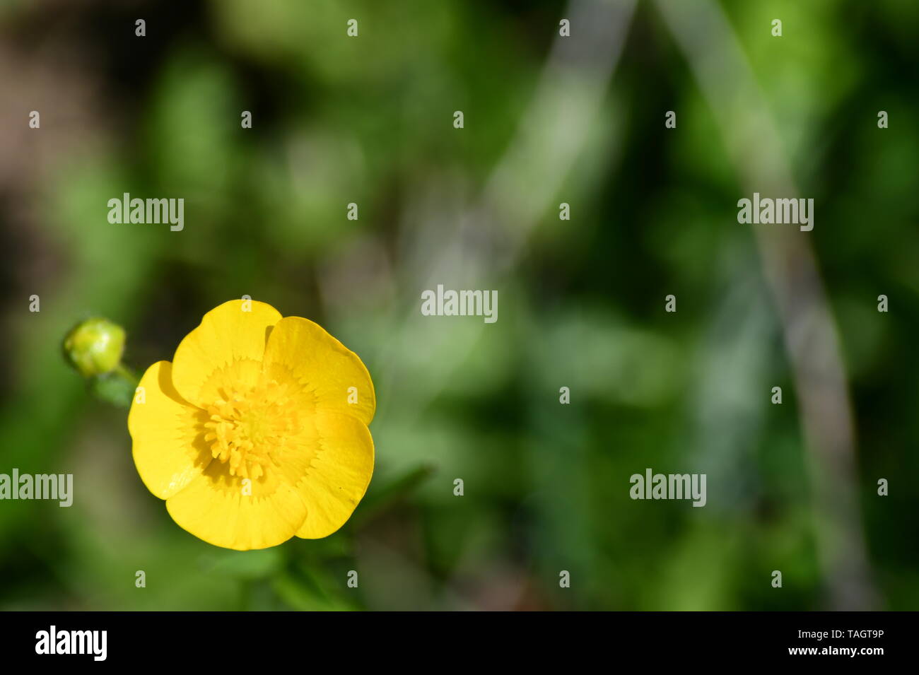 little buttercup blossom in the left edge of the picture Stock Photo ...
